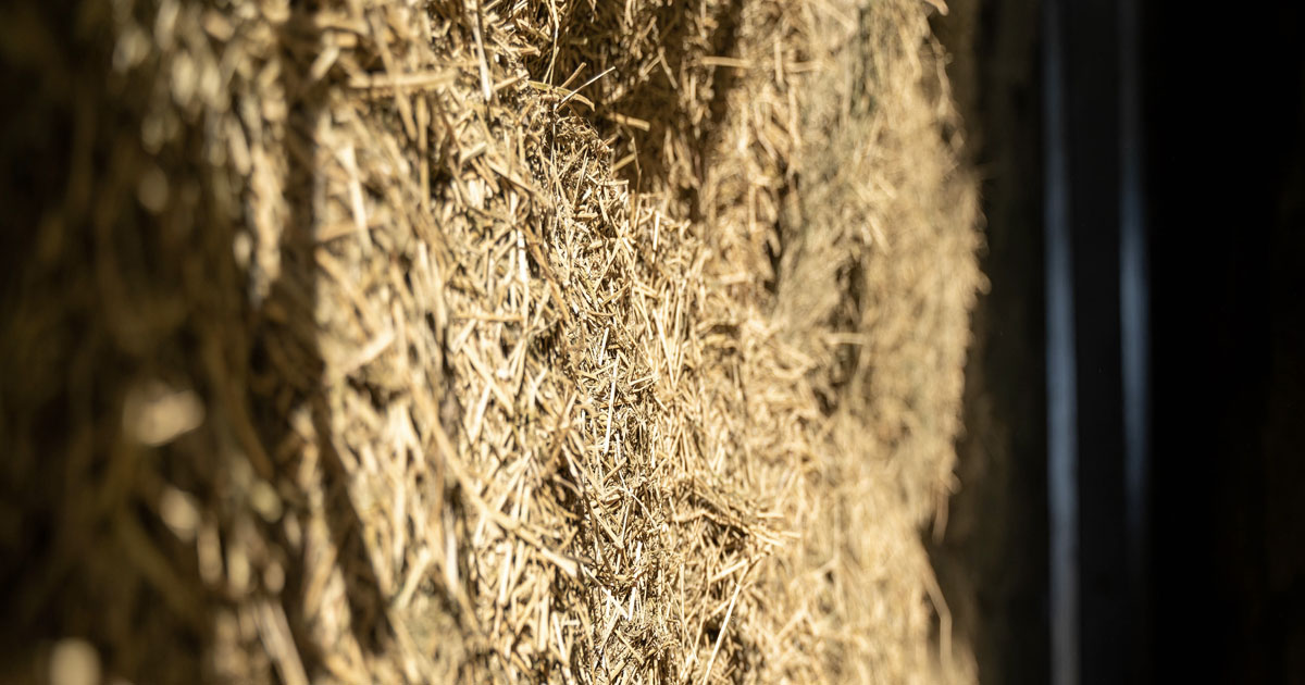 L'Erba del Persico - coltivazione erba medica